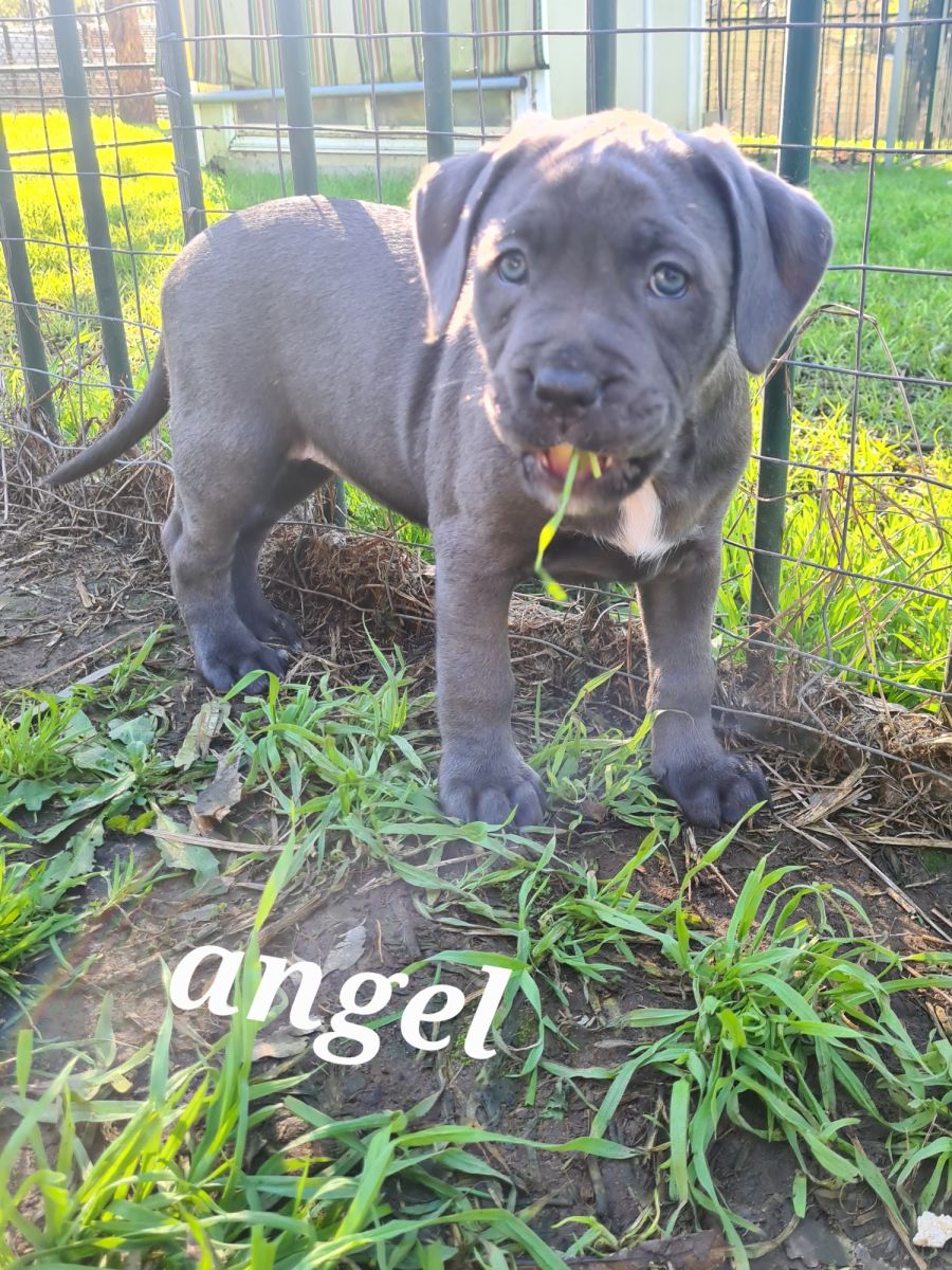 Angel - Large Female Neapolitan Mastiff Mix Dog in NSW - PetRescue