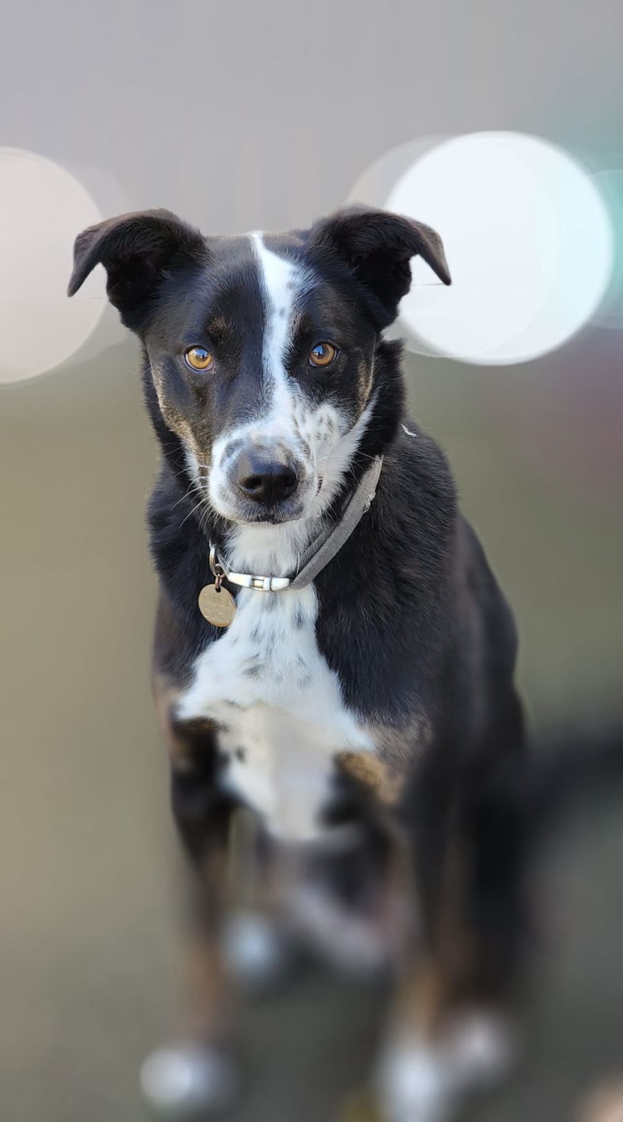 Benji - Kelpie x Border Collie - Medium Male Border Collie x Kelpie Mix Dog in VIC - PetRescue