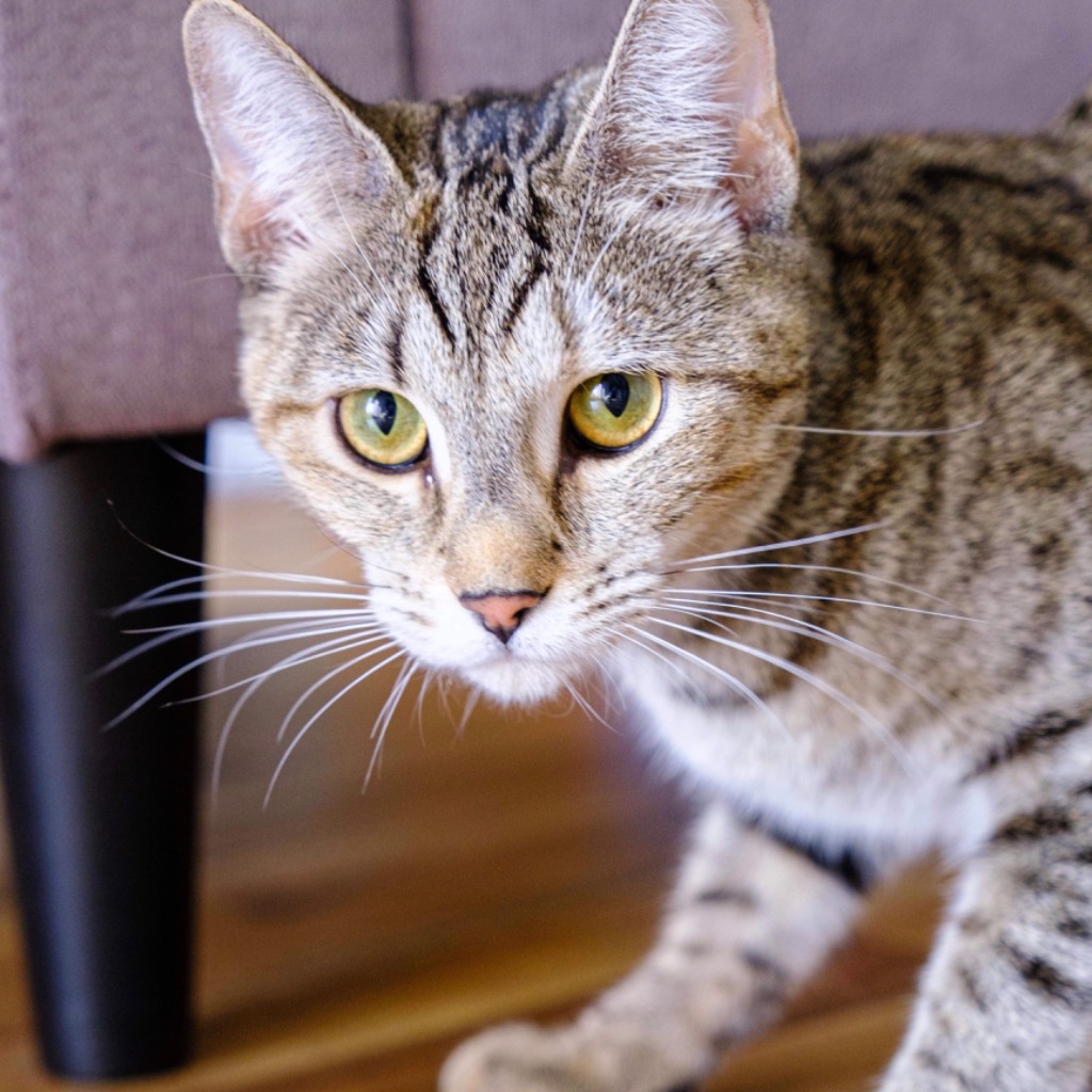 Tobie - Female Domestic Short Hair Cat in WA - PetRescue