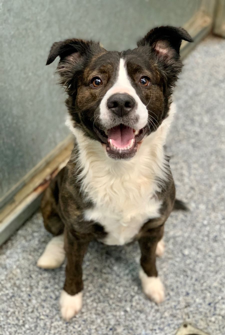 Auriella - Medium Female Border Collie x Staffy Mix Dog in VIC - PetRescue