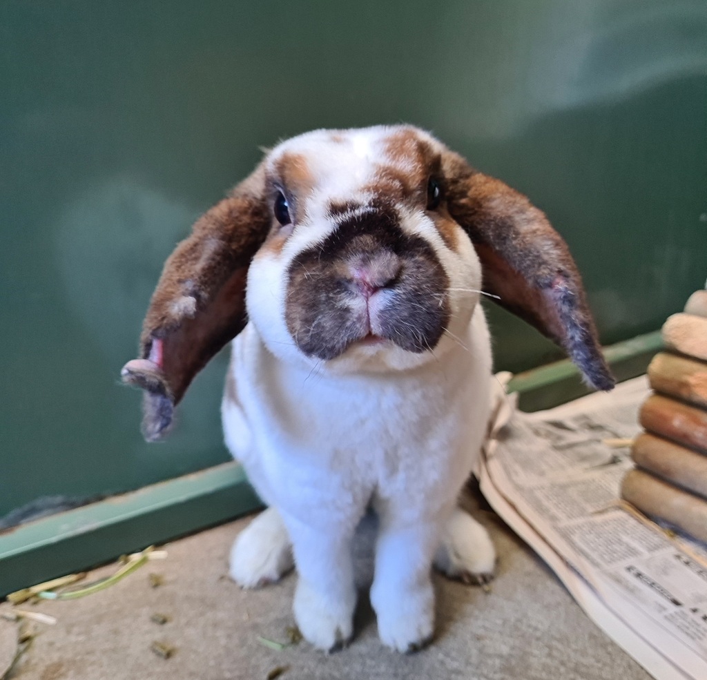 Darby - Male Lop Eared Mix Rabbit in VIC - PetRescue