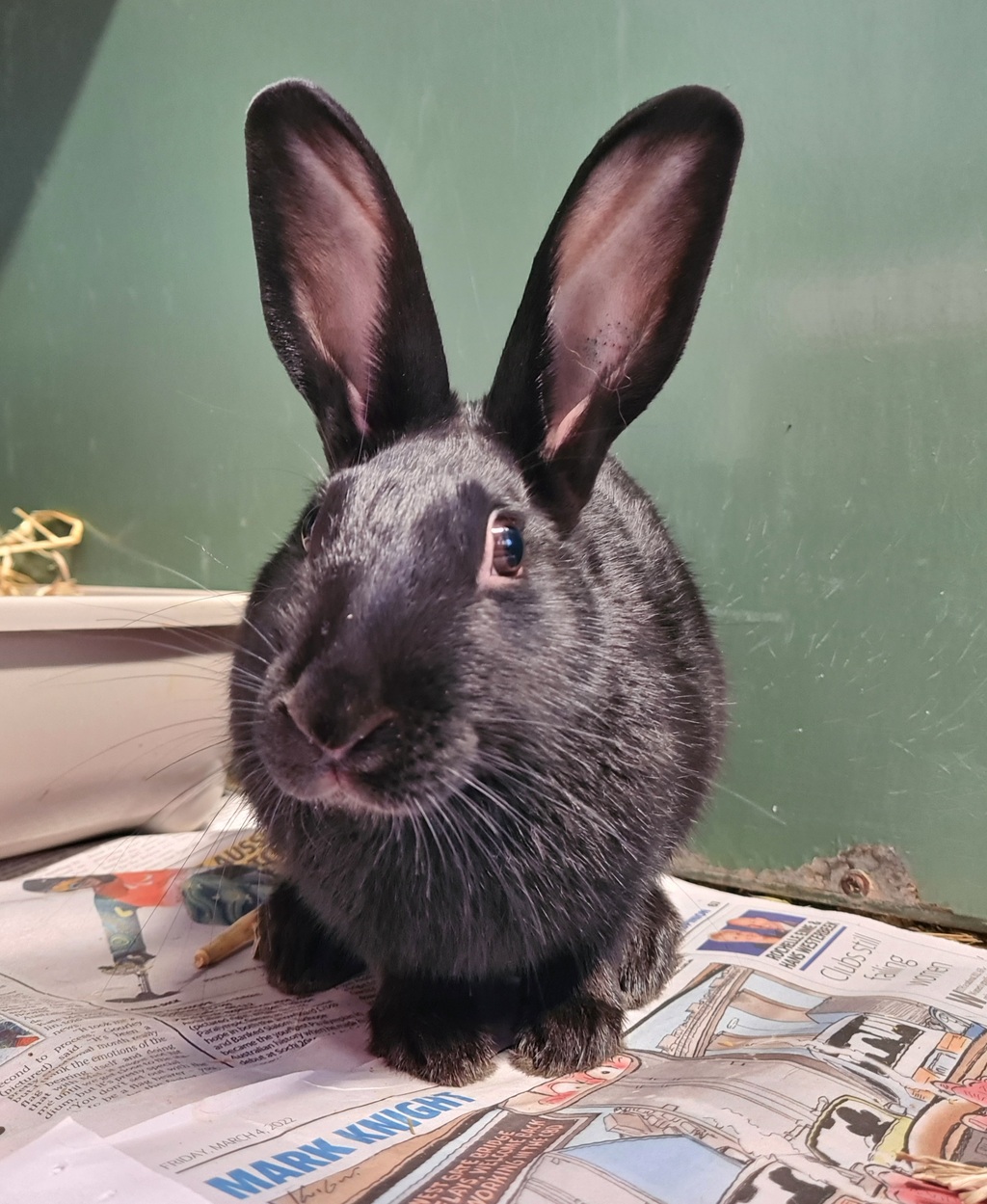 Alice - Female Havana Rabbit in VIC - PetRescue