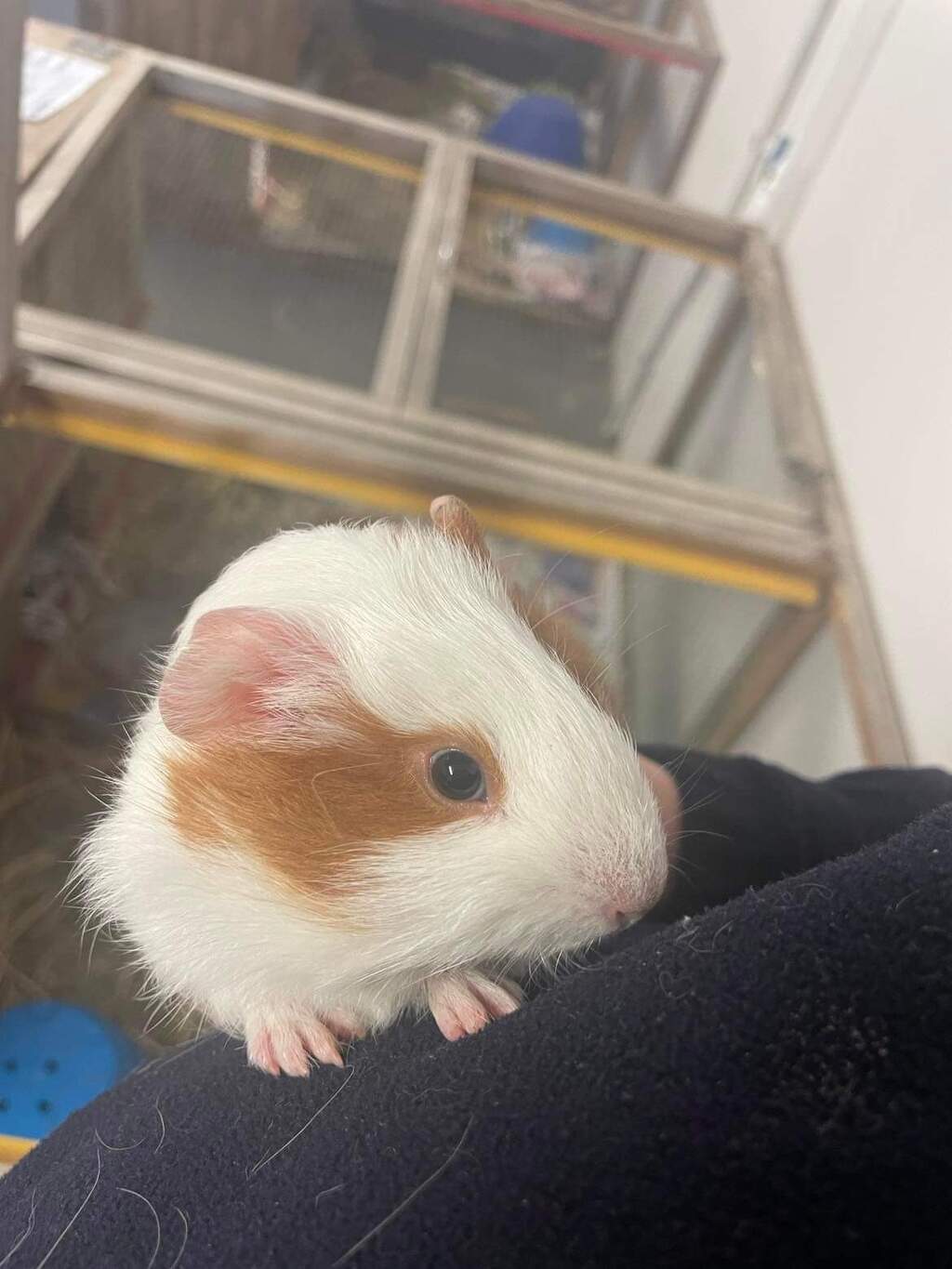 Geometry - Male Short-hair Abyssinian Mix Guinea Pig in WA - PetRescue