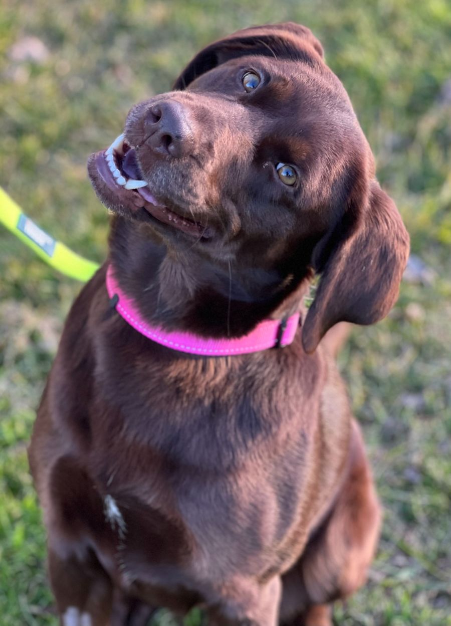 Australian K9 Rescue Vic - PetRescue