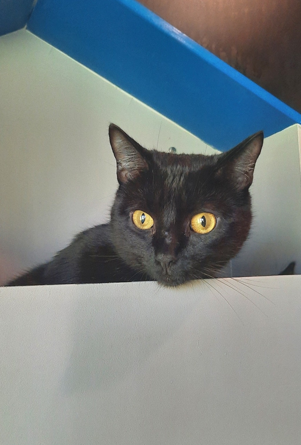 Shiraz - Female Domestic Short Hair Mix Cat in QLD - PetRescue
