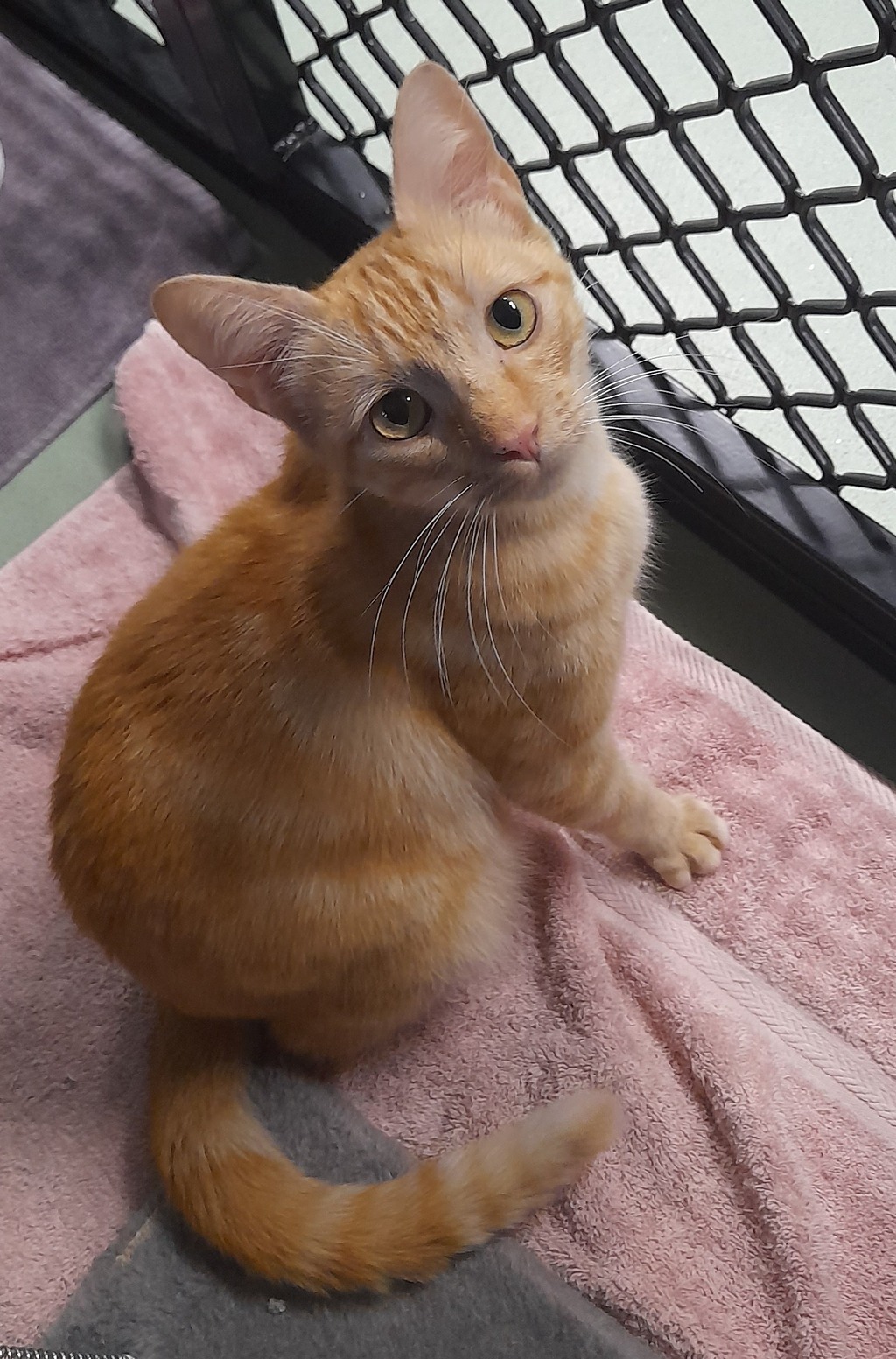 Gee Gee - Female Domestic Short Hair Mix Cat in QLD - PetRescue