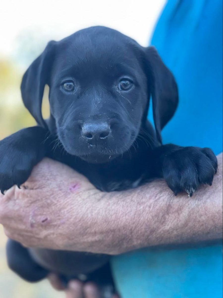 Shilo - Medium Female Labrador Mix Dog in QLD - PetRescue