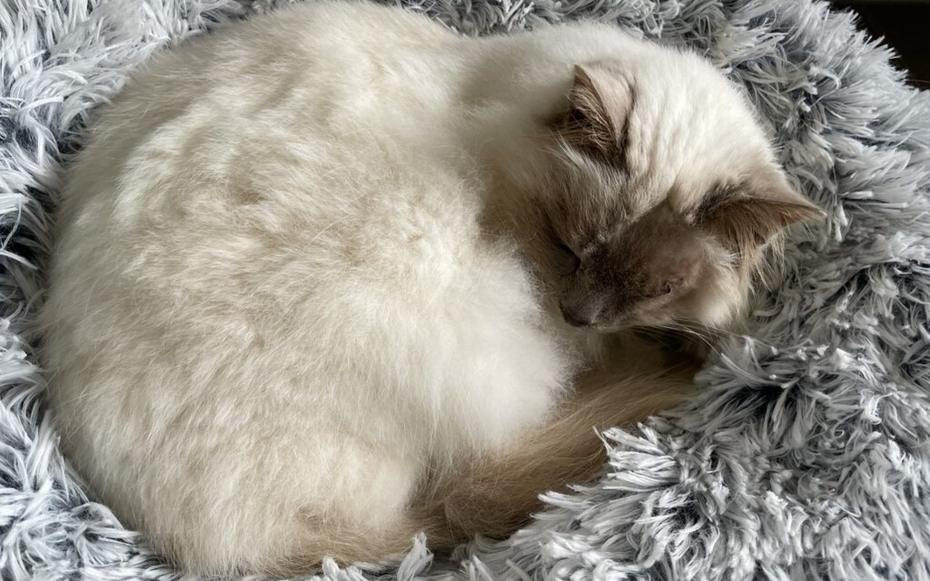 Little Jimmy - Male Birman Mix Cat in VIC - PetRescue