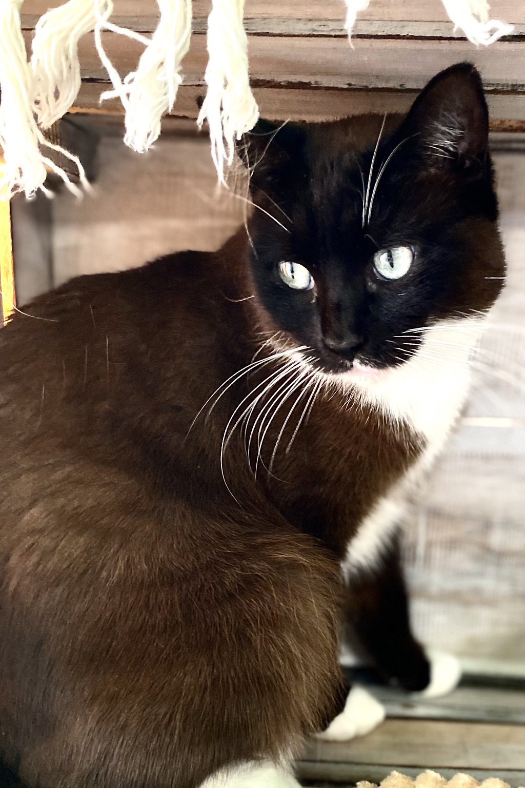 Tetley - Female Birman Mix Cat in QLD - PetRescue