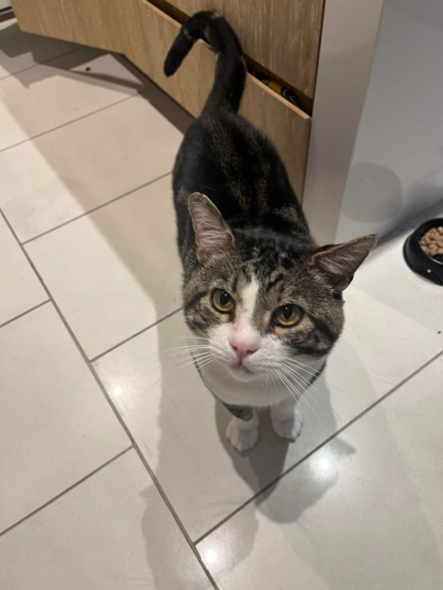 Waggin Tails Rescue - PetRescue