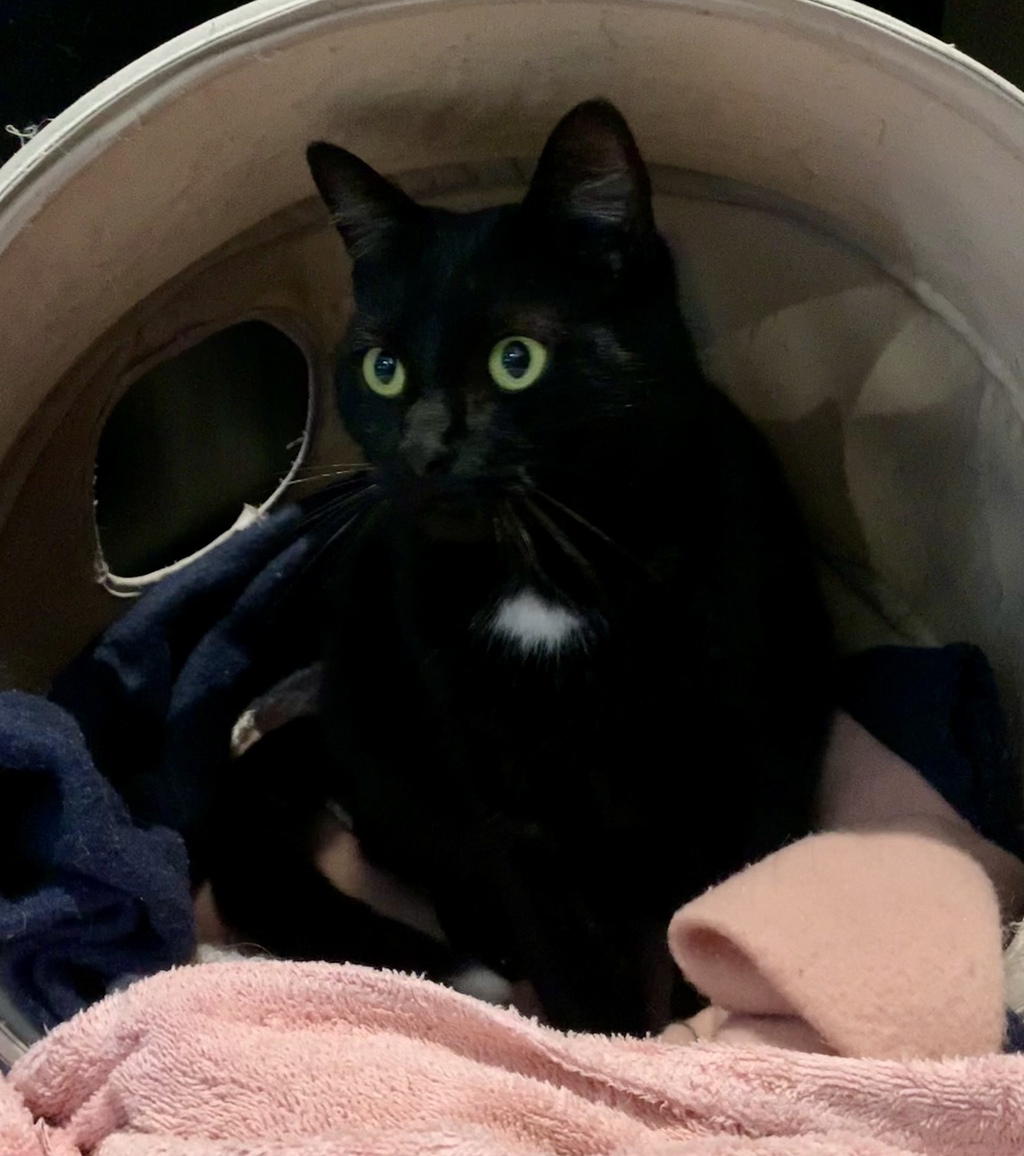 RSPCA Gympie - PetRescue