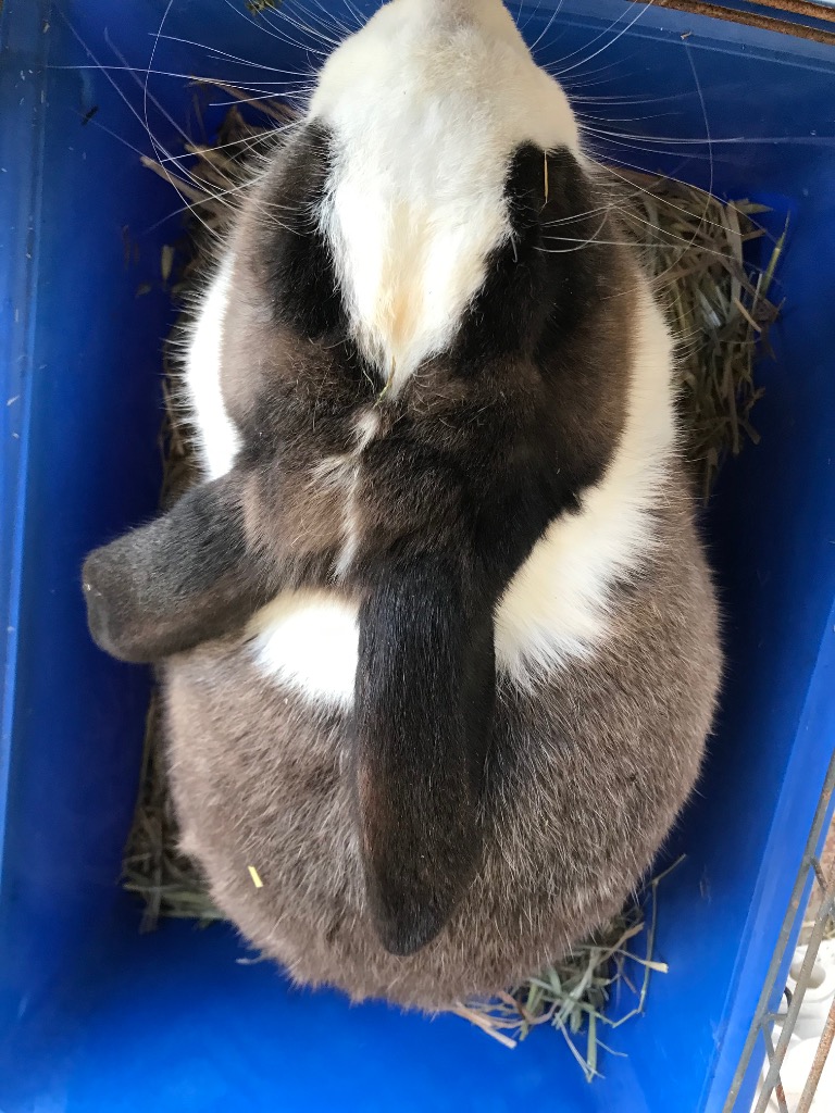 Maisie - Female Flemish Giant Rabbit in WA - PetRescue