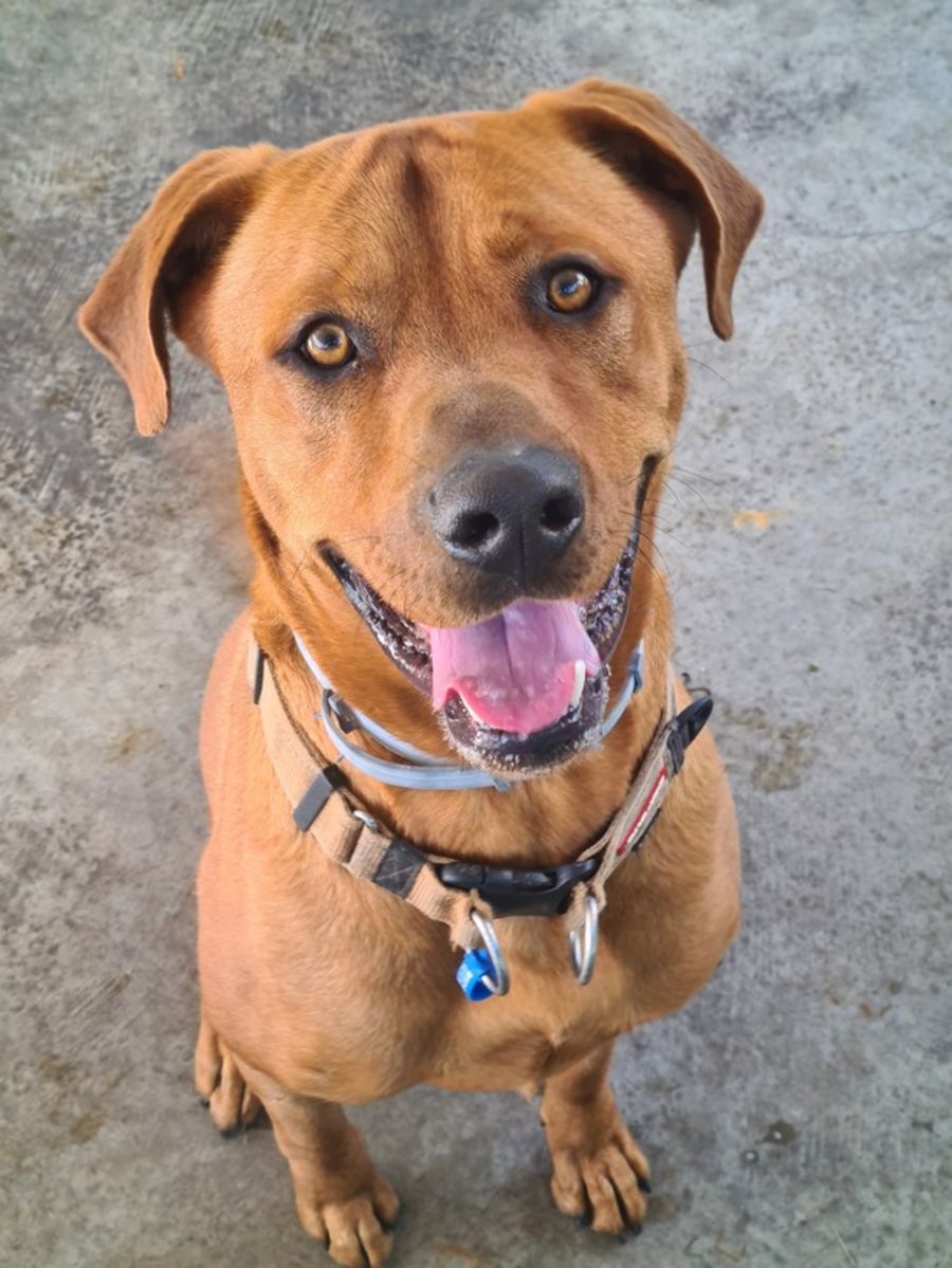 Rocky - Large Male Labrador Mix Dog in NSW - PetRescue