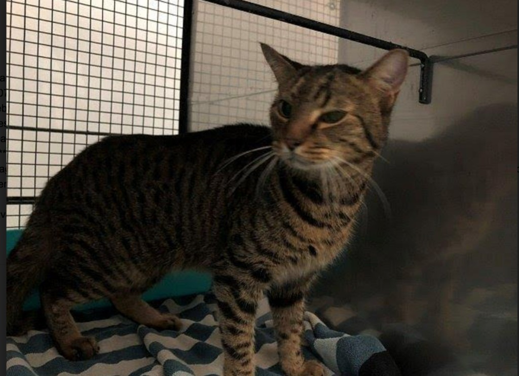 Tikka - Male Domestic Short Hair Cat in QLD - PetRescue