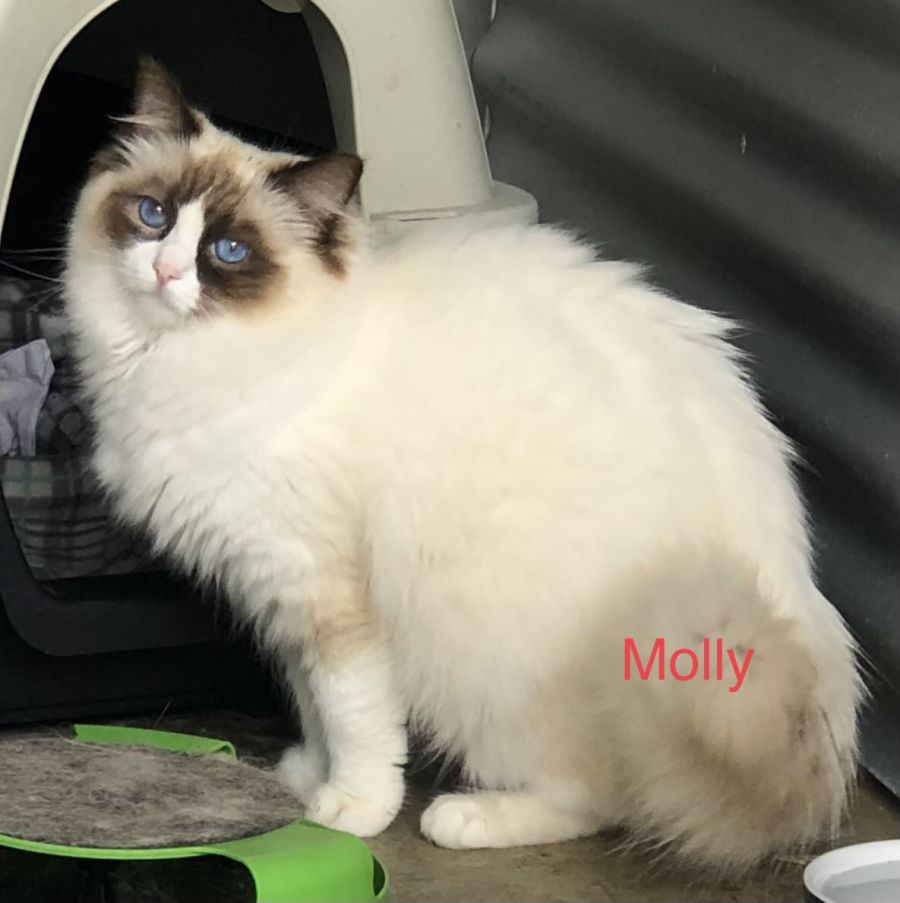 Molly - Female Ragdoll Cat in QLD - PetRescue
