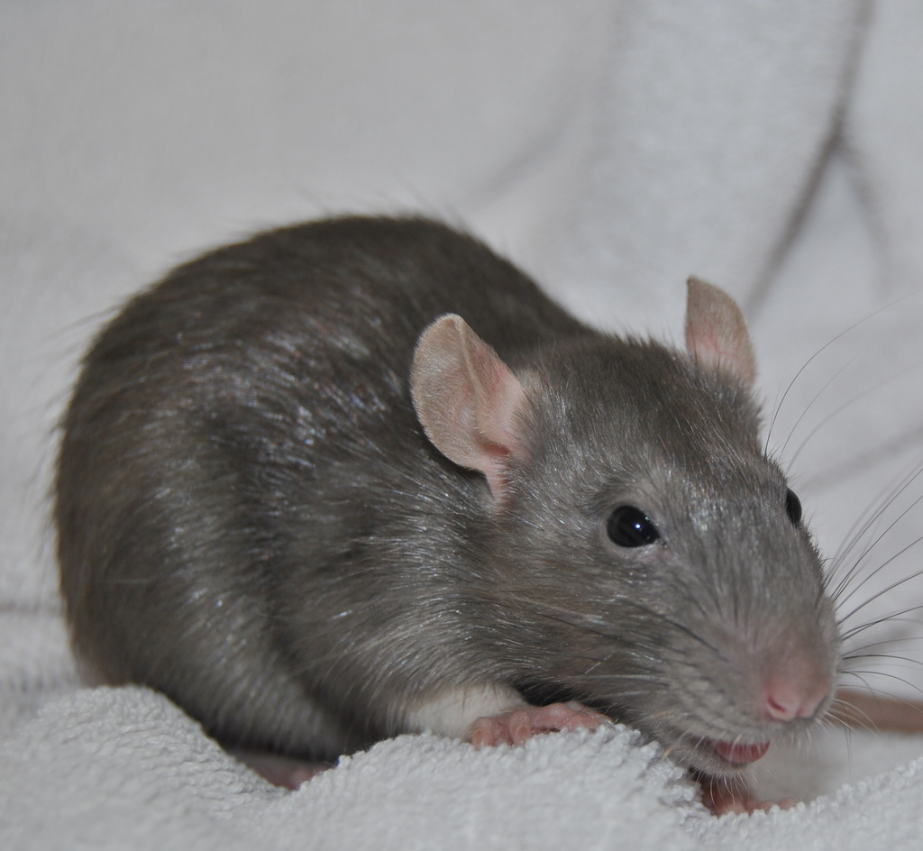 Tabitha - Female Rat Mix Rodent in QLD - PetRescue