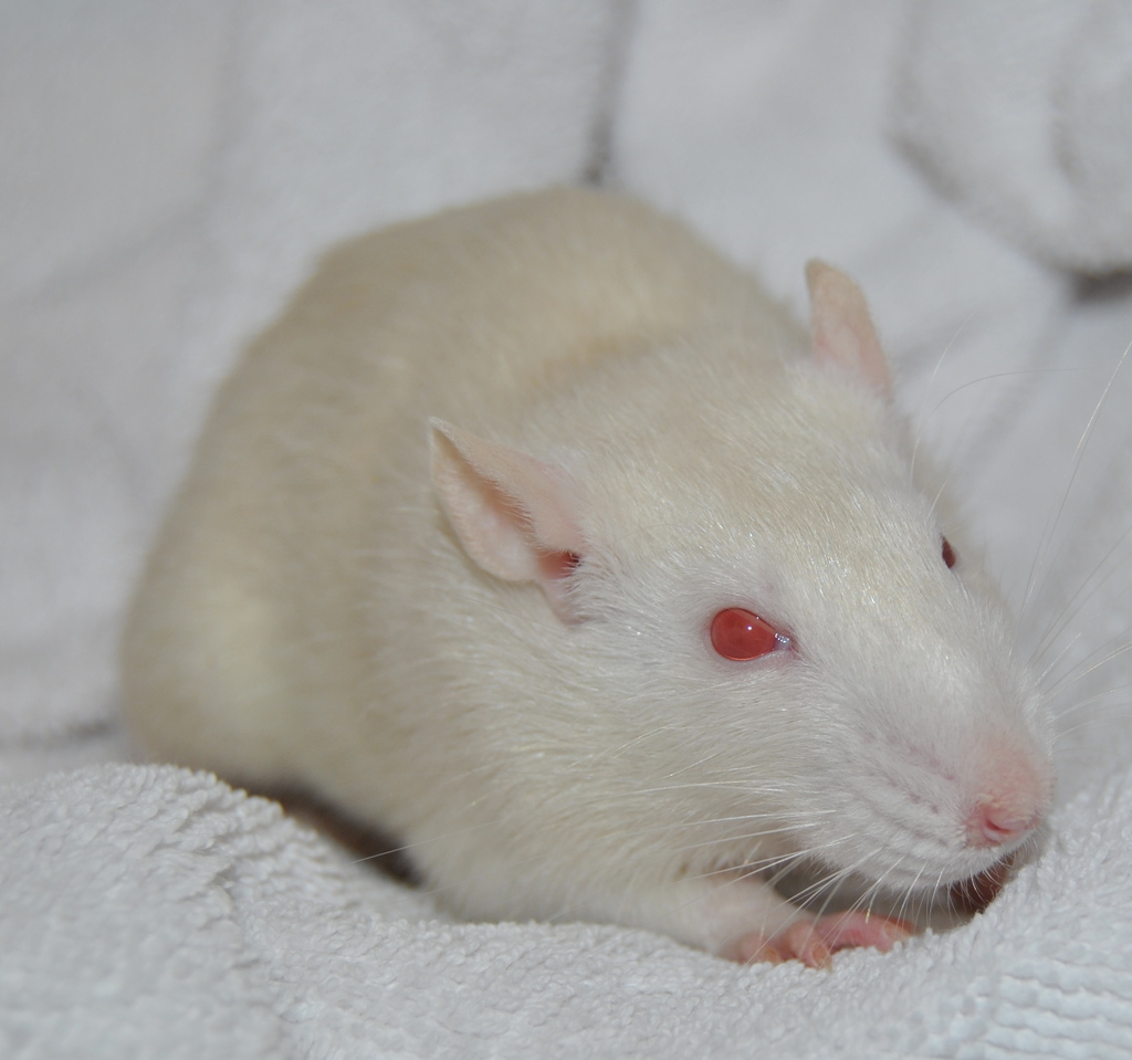 Tilly - Female Rat Mix Rodent in QLD - PetRescue