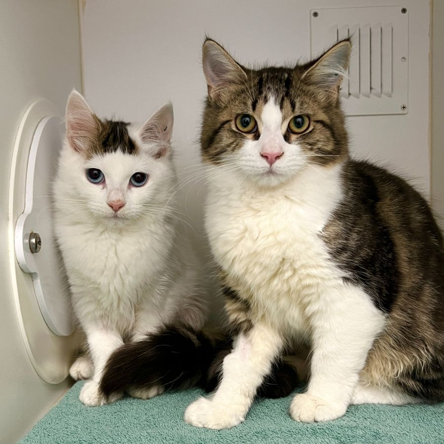 Jelly & Jinx - Female Domestic Medium Hair Cat in VIC - PetRescue