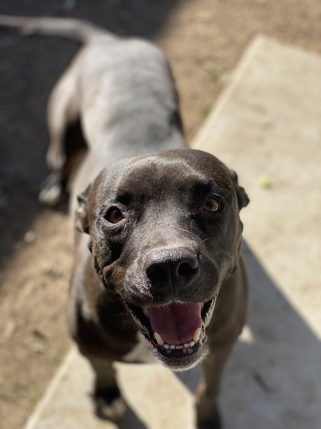 Gypsy Rose - Medium Female Labrador x Staffordshire Bull Terrier Mix ...