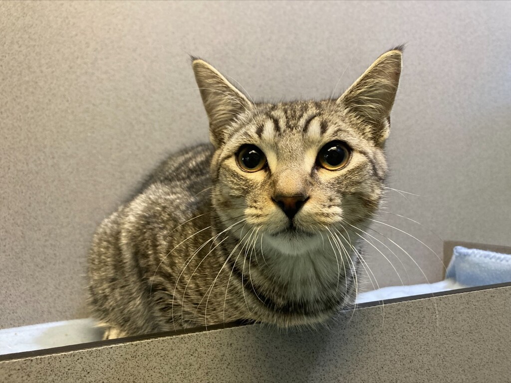 RSPCA Mackay - PetRescue