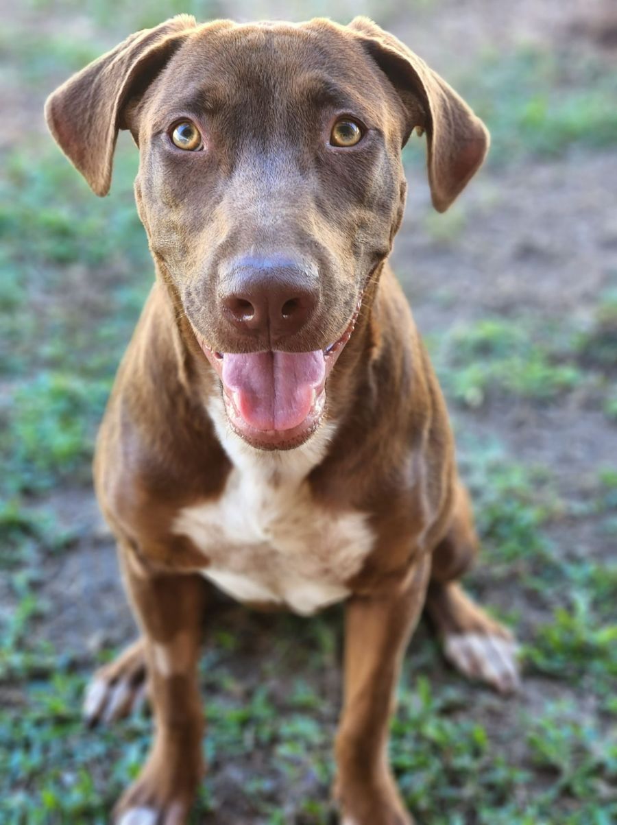 Brie - Medium Female Kelpie x German Shorthaired Pointer Mix Dog in QLD ...