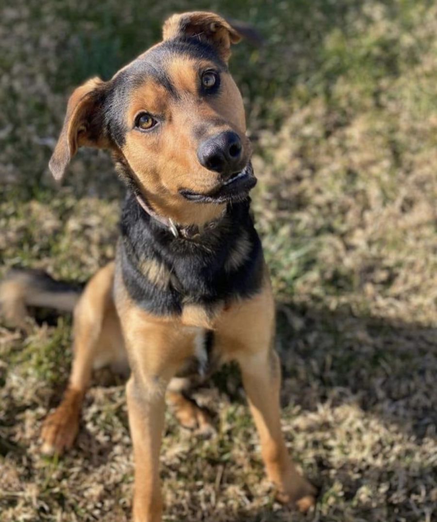 Tiki Animal Rescue - PetRescue