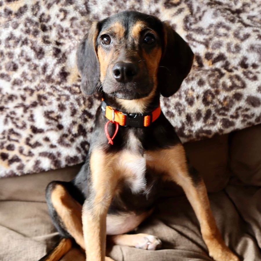 Bea 🐝 - Medium Female Beagle x Bloodhound Mix Dog in VIC - PetRescue
