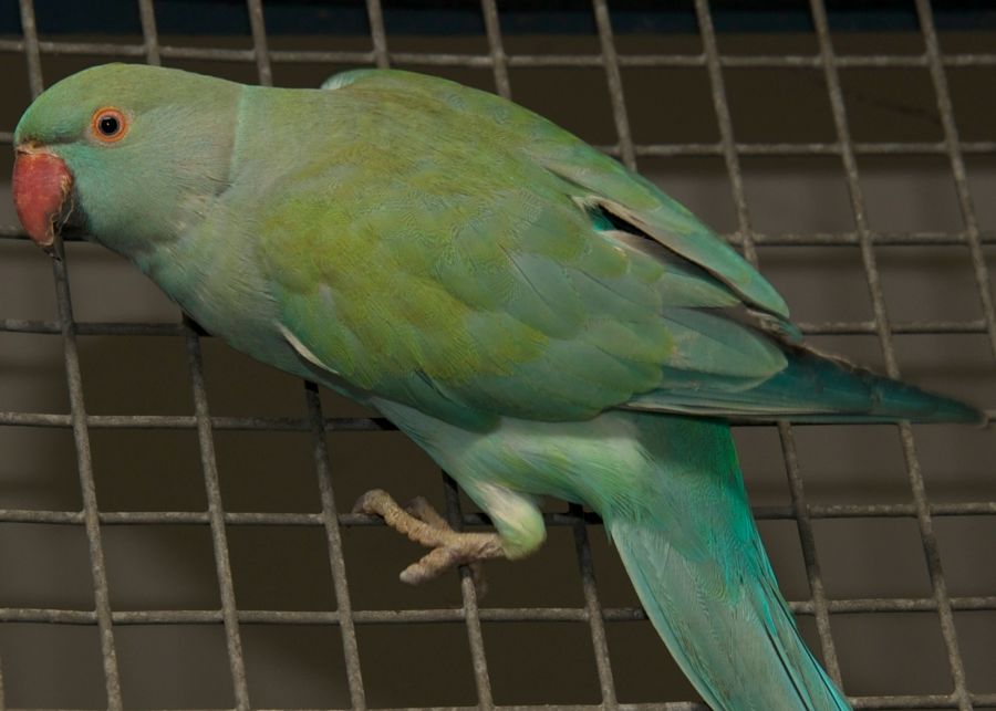 Bepsi - Female Bird in NSW - PetRescue