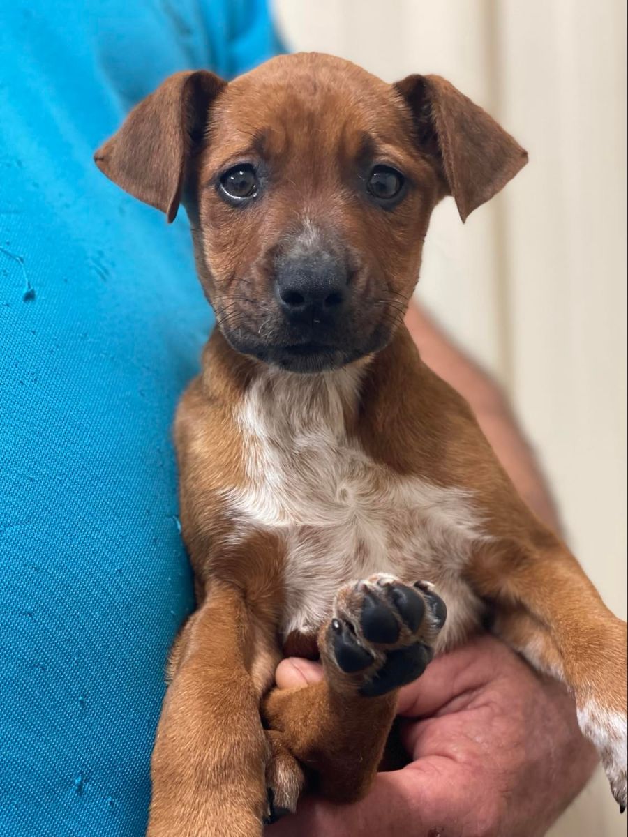 Maple - Medium Female Mixed Breed Dog in QLD - PetRescue