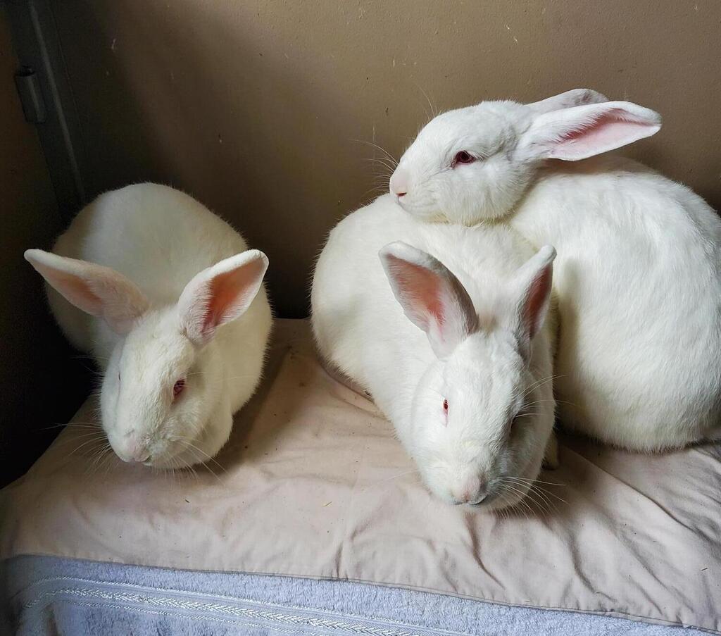 Rose - Female Flemish Giant Mix Rabbit in VIC - PetRescue