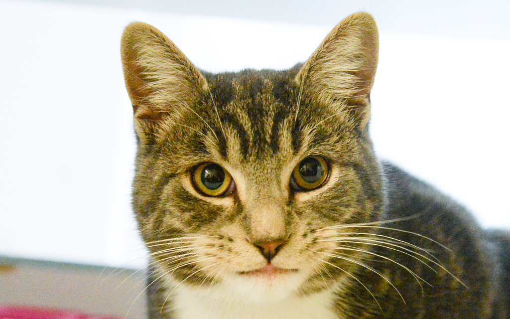 Homelander - Male Domestic Short Hair Mix Cat in VIC - PetRescue