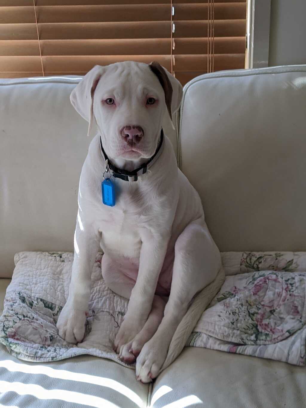 Grace - Large Female Bullmastiff x Rhodesian Ridgeback Mix Dog in VIC ...