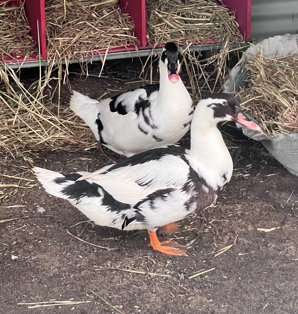Gary - Male Ancona Mix Fowl in WA - PetRescue