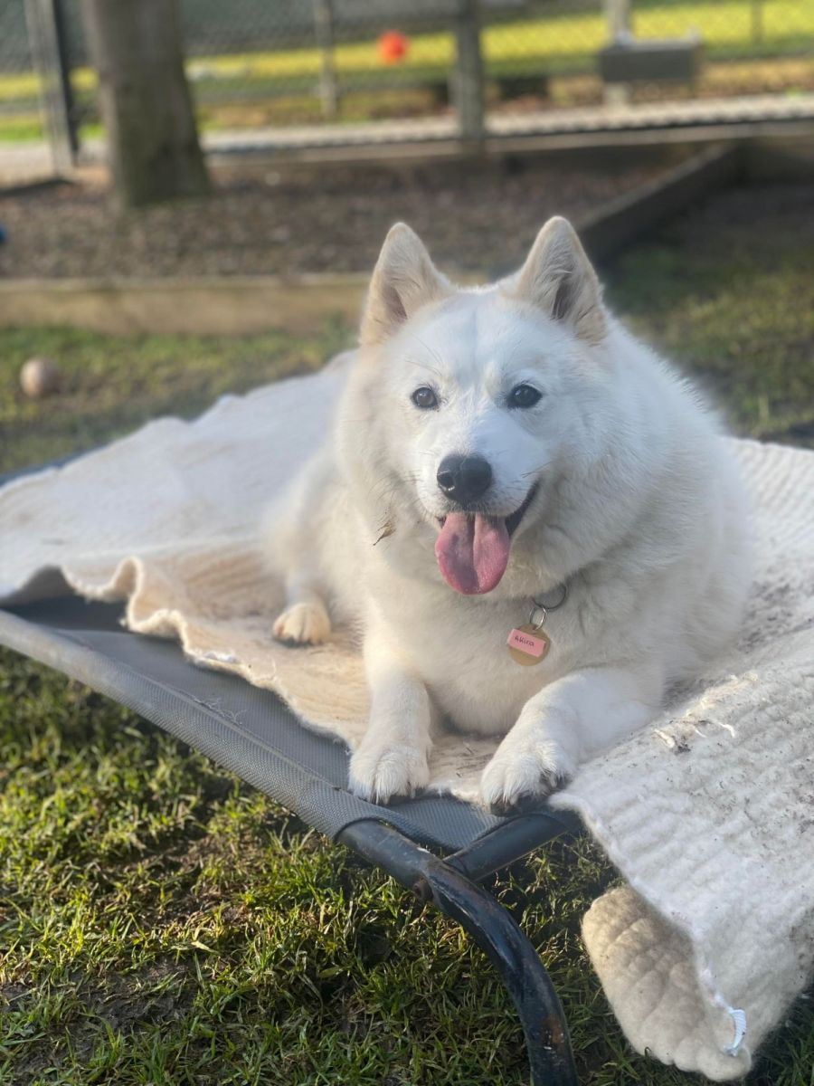 Akira - Medium Female Siberian Husky Mix Dog in VIC - PetRescue