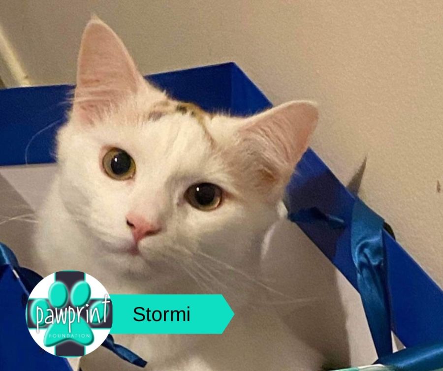 Stormi - Female Domestic Short Hair Cat in QLD - PetRescue