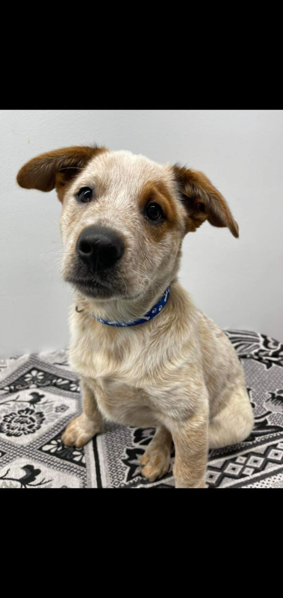 Elvis - Large Male Australian Cattle Dog Dog in QLD - PetRescue