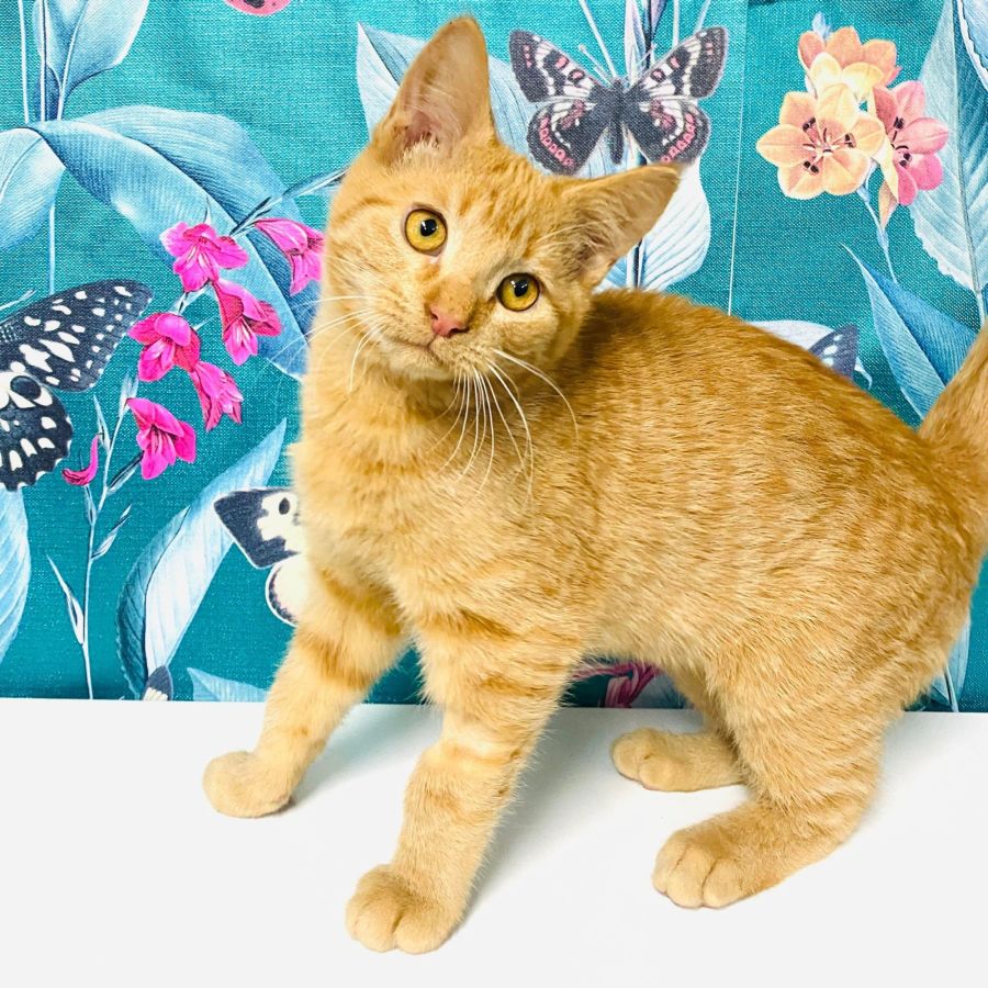 Cosimo - Meet me at PetStock Lilydale - Male Domestic Short Hair Cat in ...