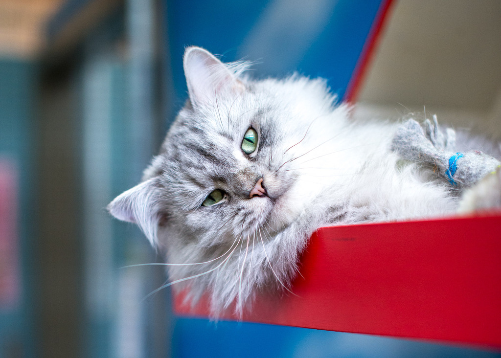 Prince - Male Chinchilla x Ragdoll Mix Cat in NSW - PetRescue