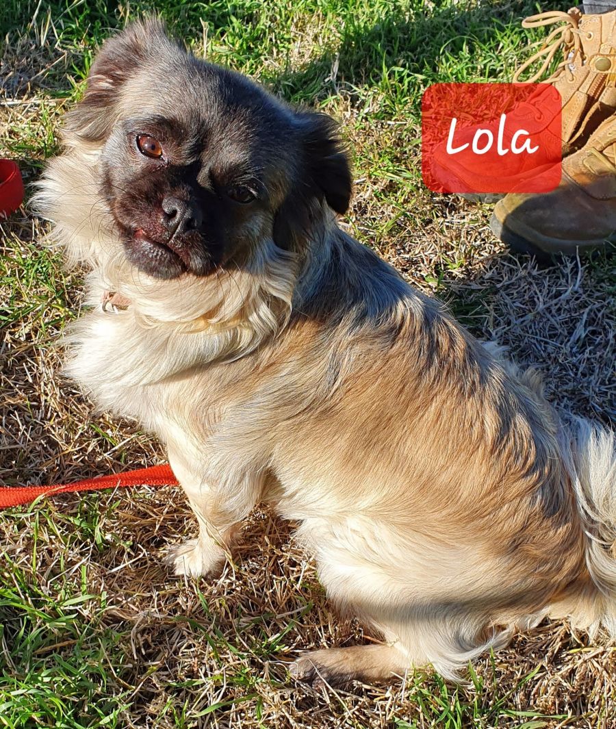 Lola - Small Female Tibetan Spaniel x Pug Dog in VIC - PetRescue