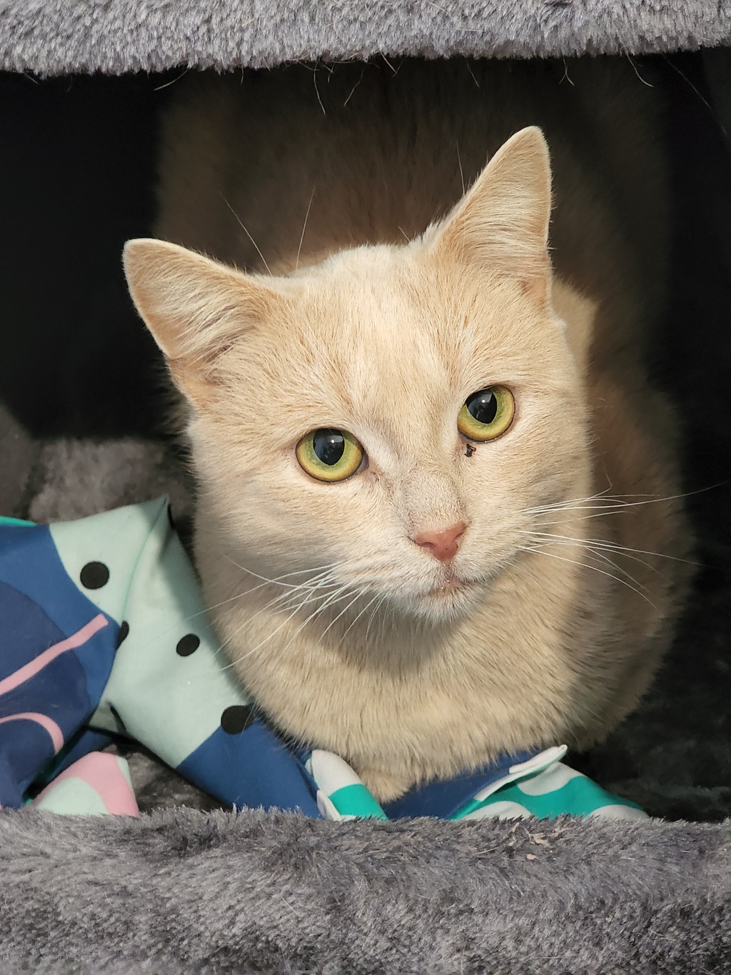 Boof - Male Domestic Medium Hair Mix Cat in NSW - PetRescue