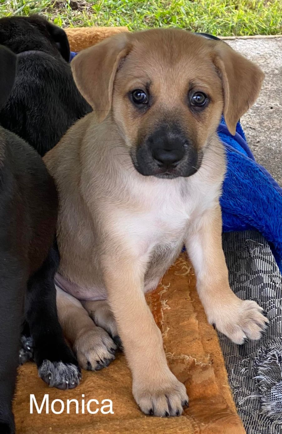 Monica - Large Female German Shorthaired Pointer Mix Dog in QLD - PetRescue