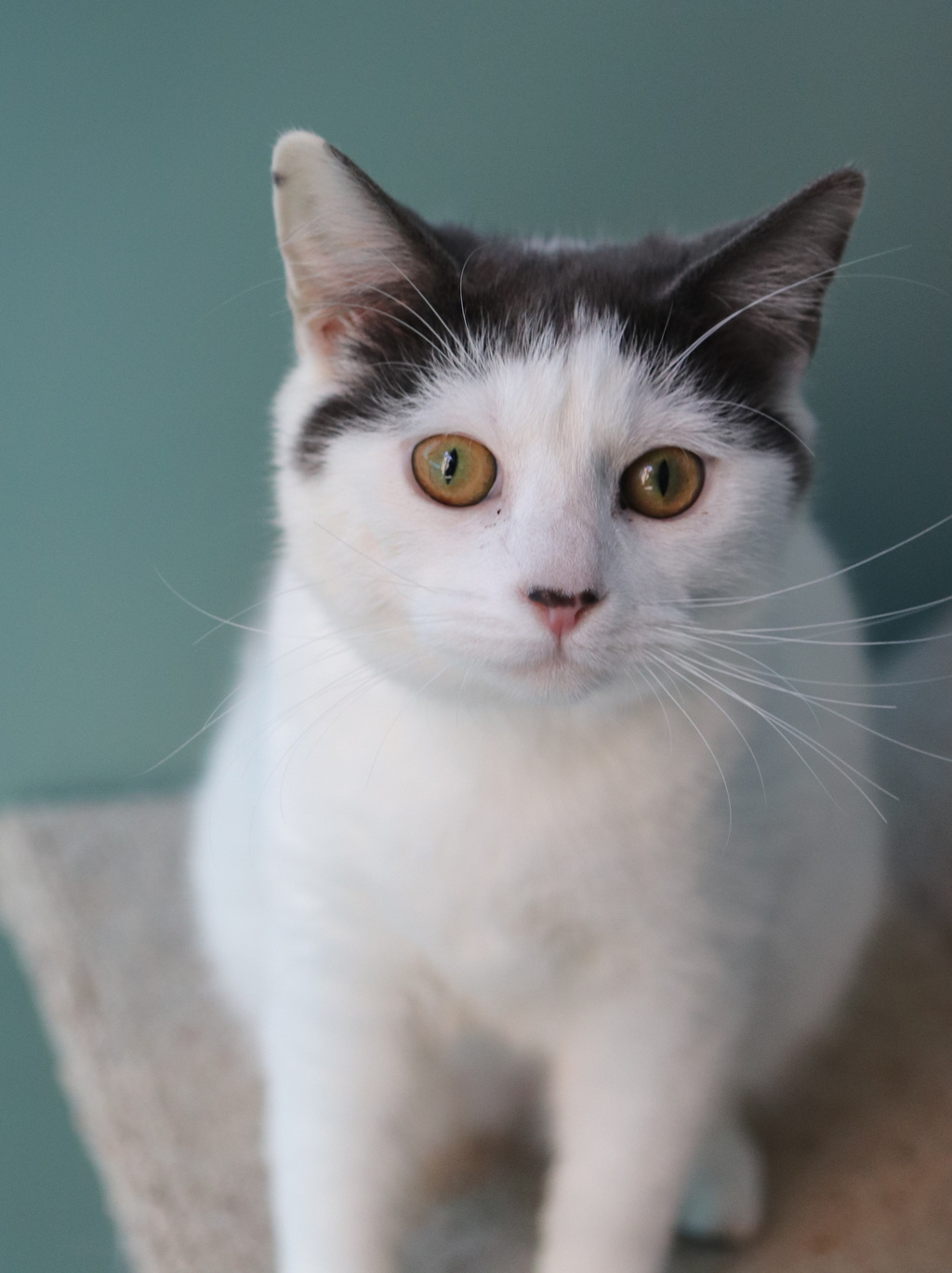 Mac the Cat - Male Domestic Short Hair x Manx Mix Cat in QLD - PetRescue
