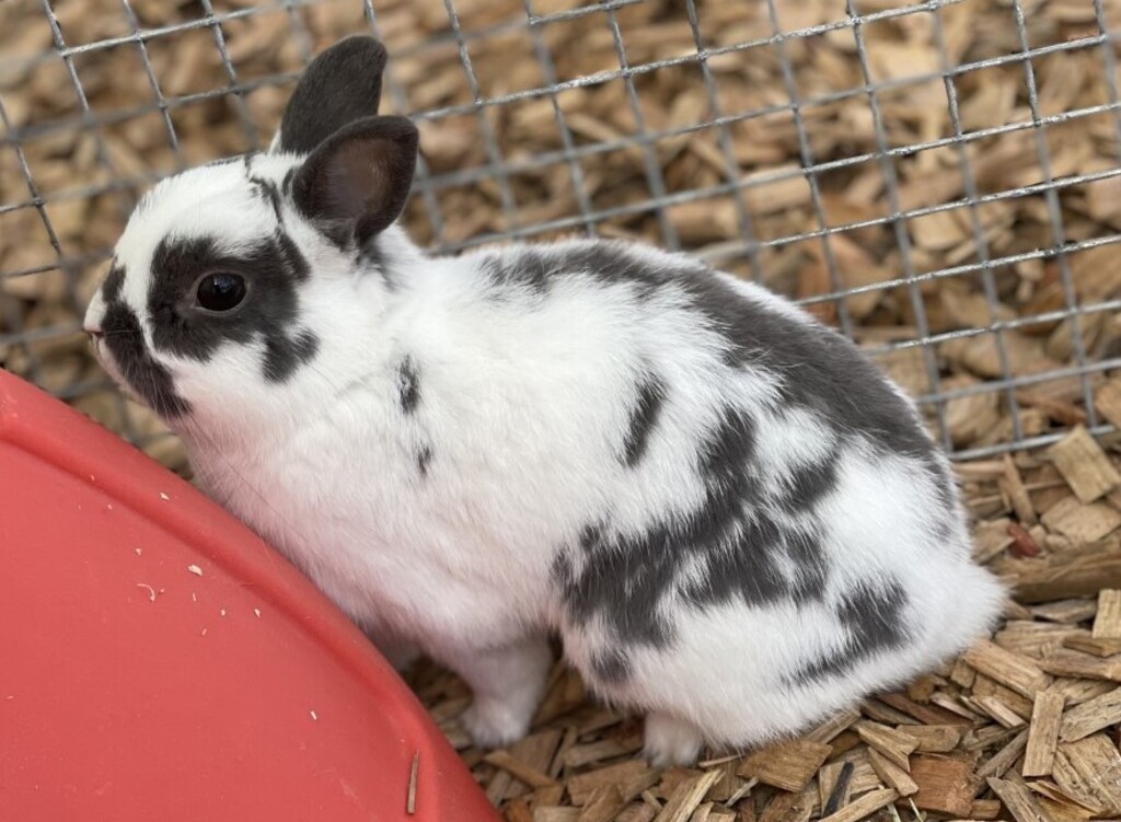 Milhouse - Male Netherland Dwarf Mix Rabbit in NSW - PetRescue