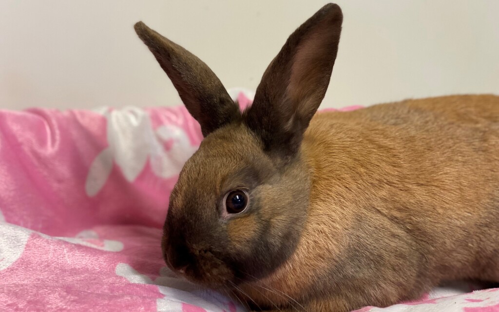 Sweetpea - Female Bunny Rabbit Mix Rabbit in VIC - PetRescue