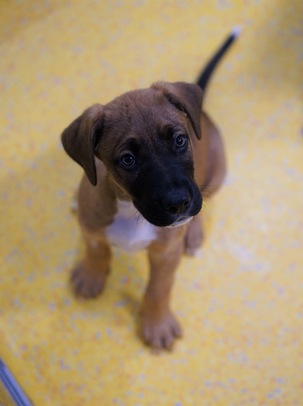 Brixton - Large Male Great Dane x Rottweiler Mix Dog in QLD - PetRescue