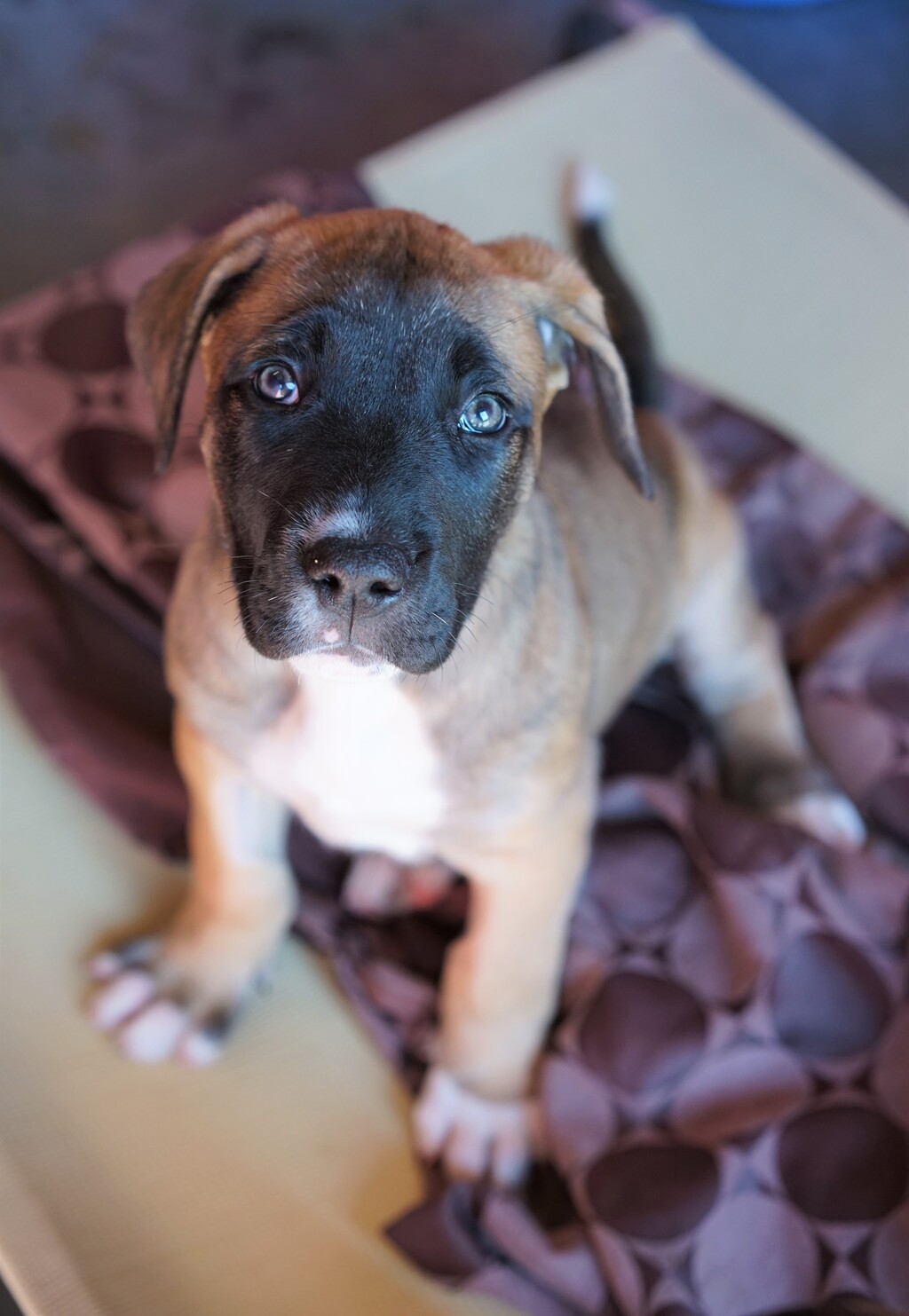 Sutten - Large Male Great Dane x Rottweiler Mix Dog in QLD - PetRescue