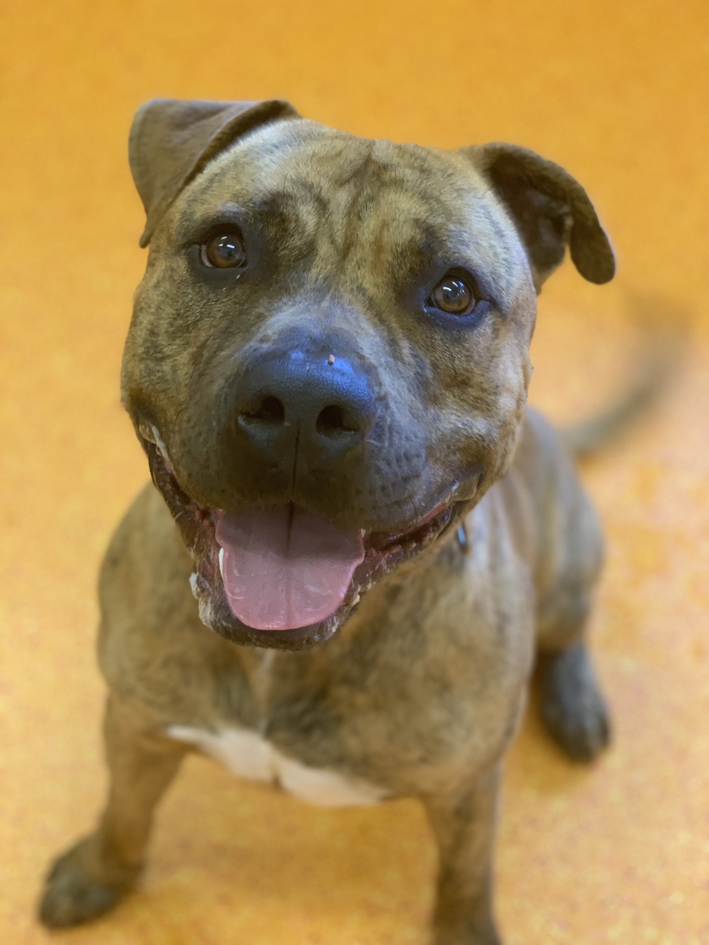 Bronson - Large Male American Bulldog Mix Dog in QLD - PetRescue