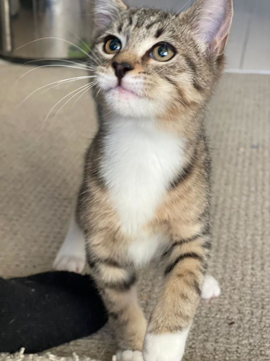 Angus - Male Domestic Short Hair Cat in NSW - PetRescue
