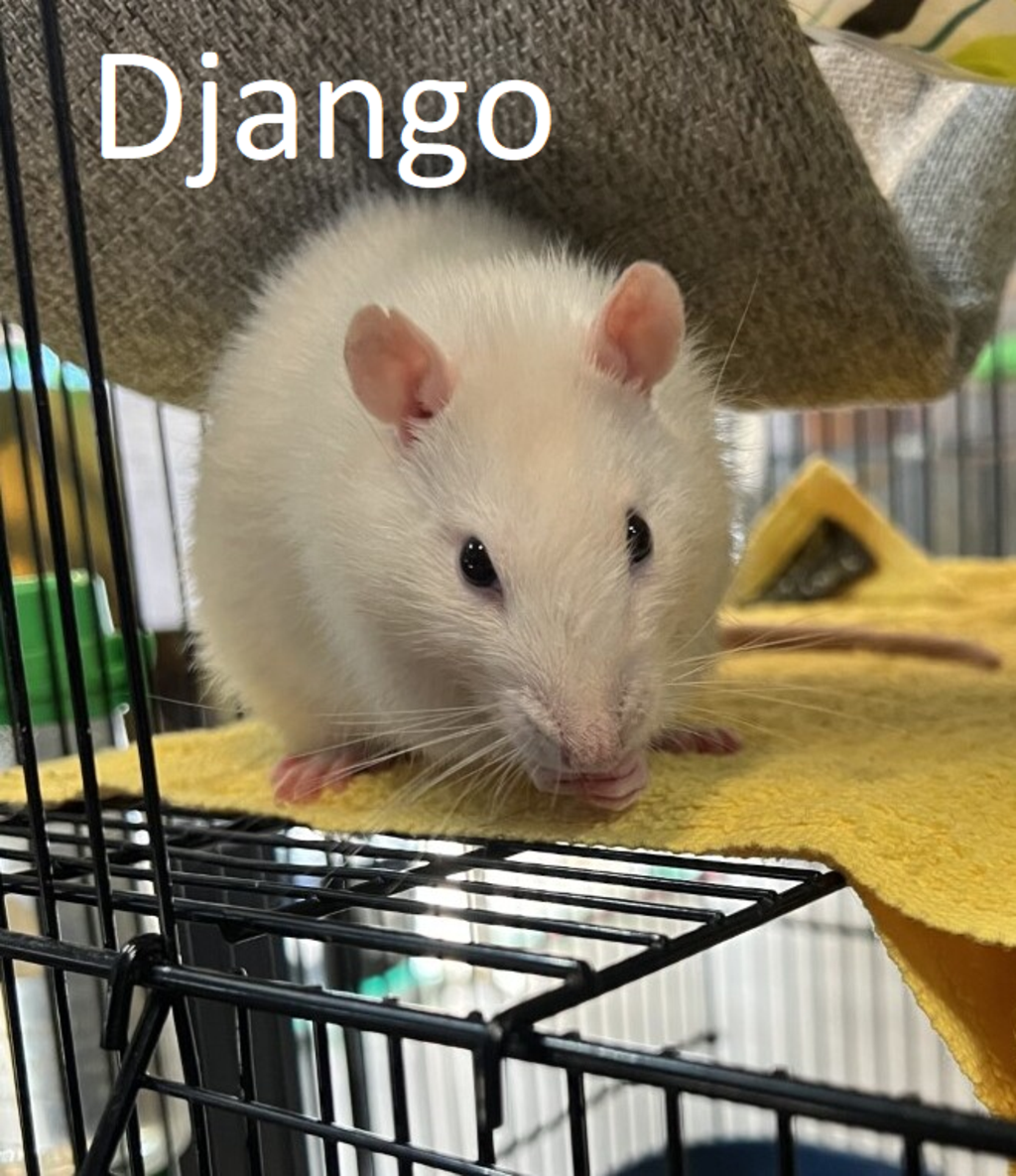 Django - Male Rat Rodent in VIC - PetRescue