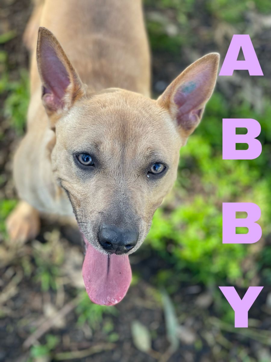 Liverpool Animal Shelter - PetRescue